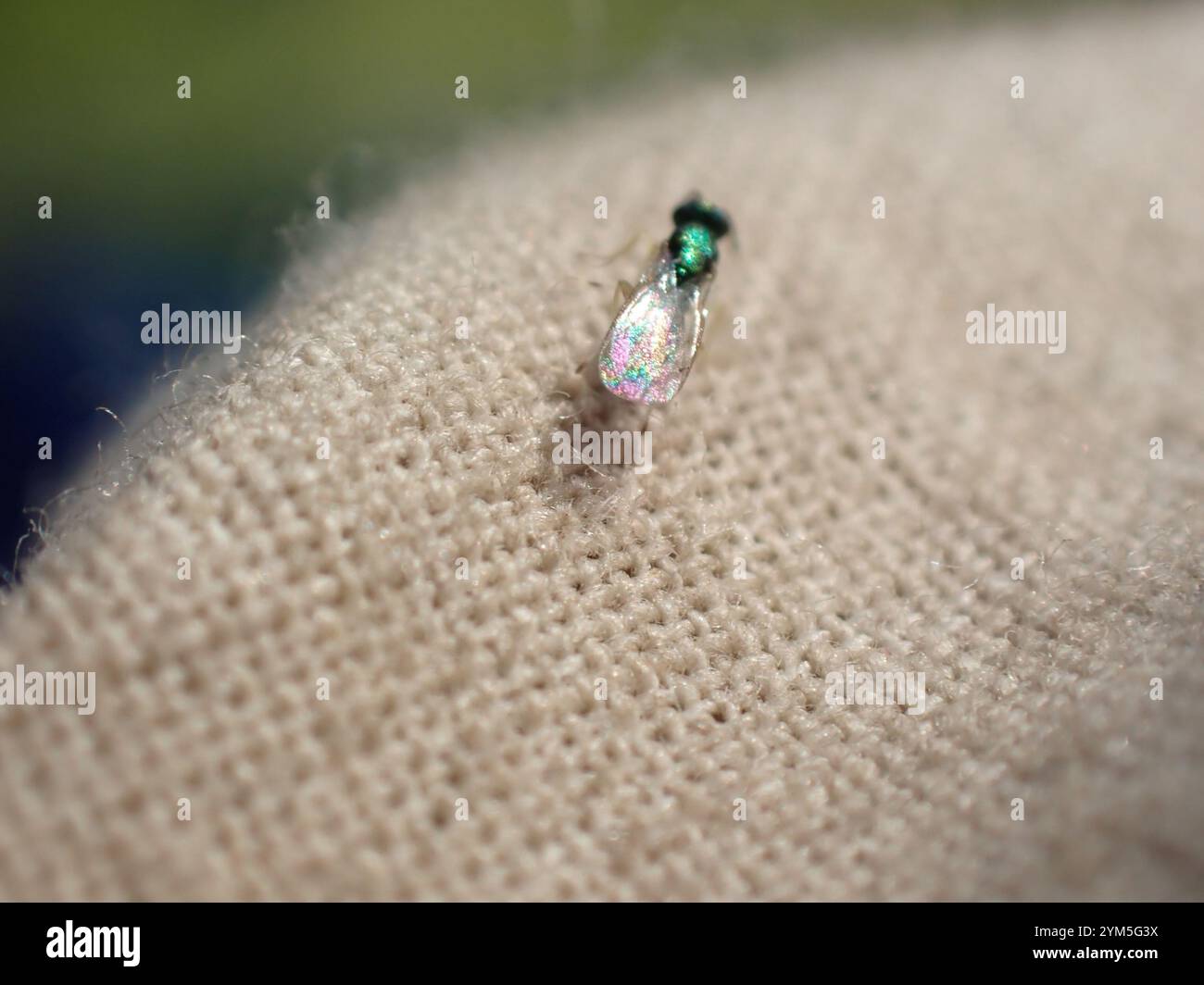 Chalcidoid Wasps (Chalcidoidea Stock Photo - Alamy