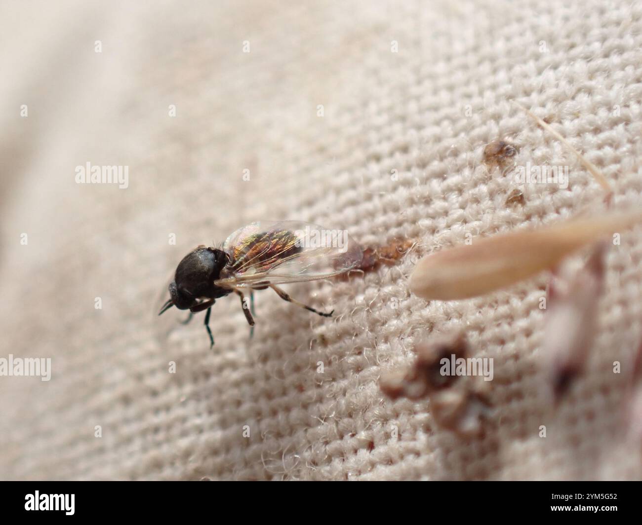Black Flies (Simuliidae Stock Photo - Alamy