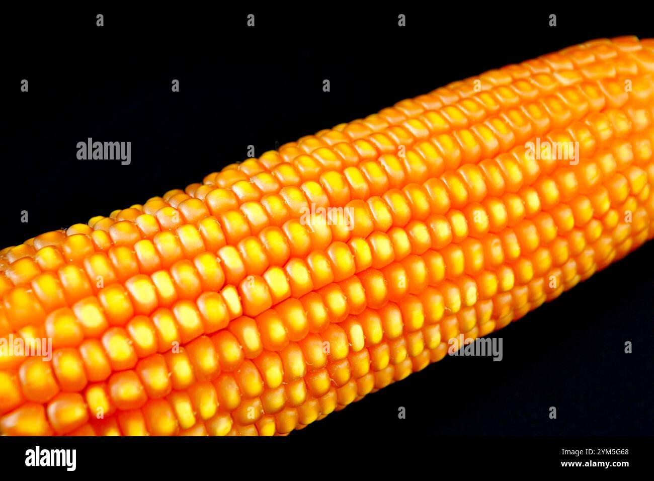 closeup of ear of dry corn with black background in photo studio Stock ...