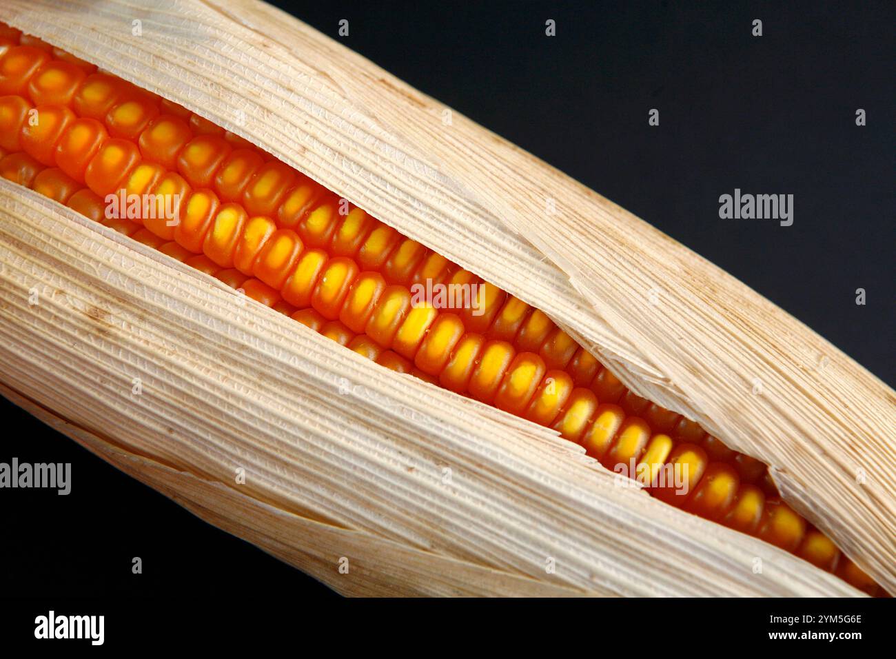 closeup of ear of dry corn with black background in photo studio Stock ...
