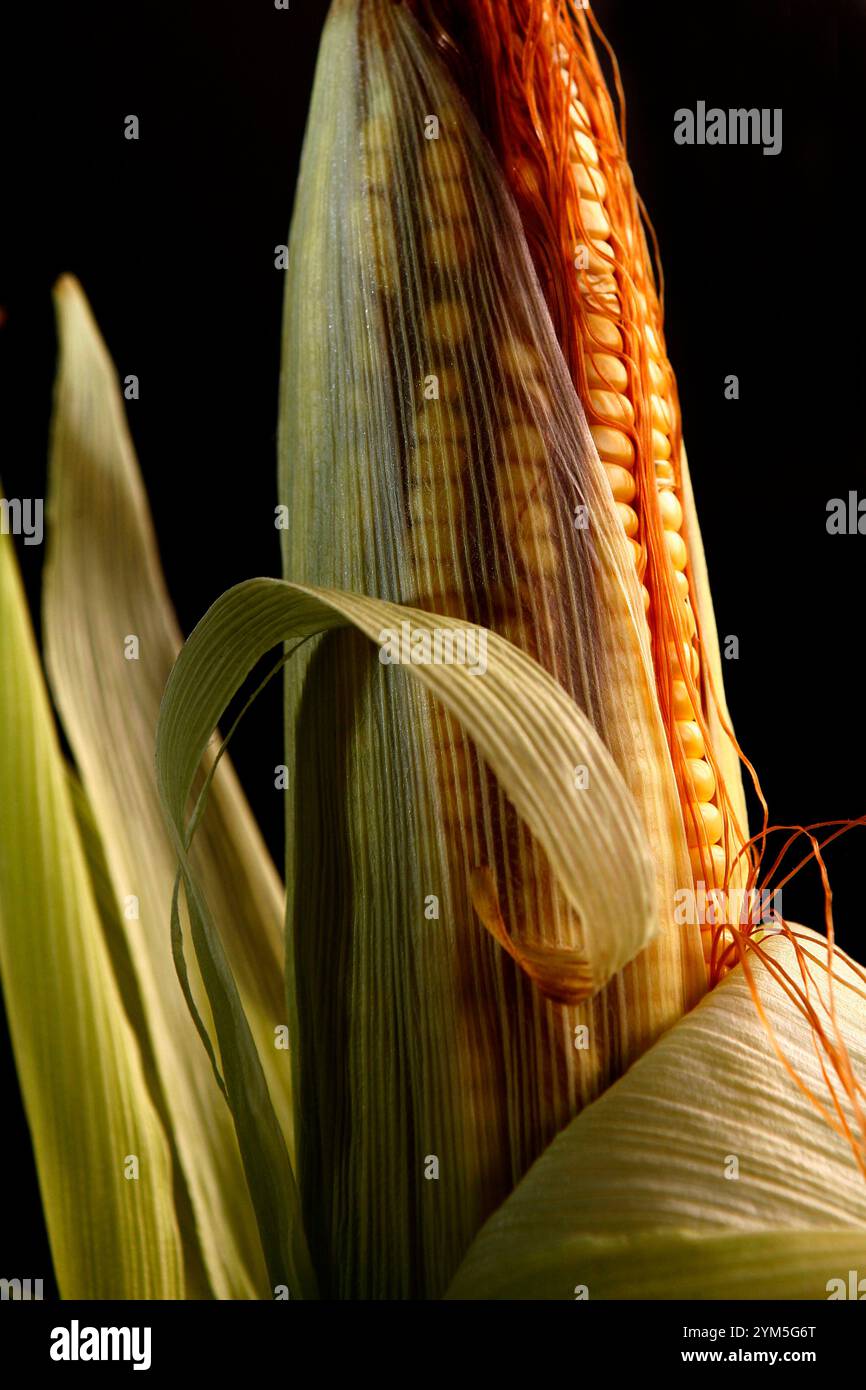 closeup of ear of corn with black background in photo studio Stock ...