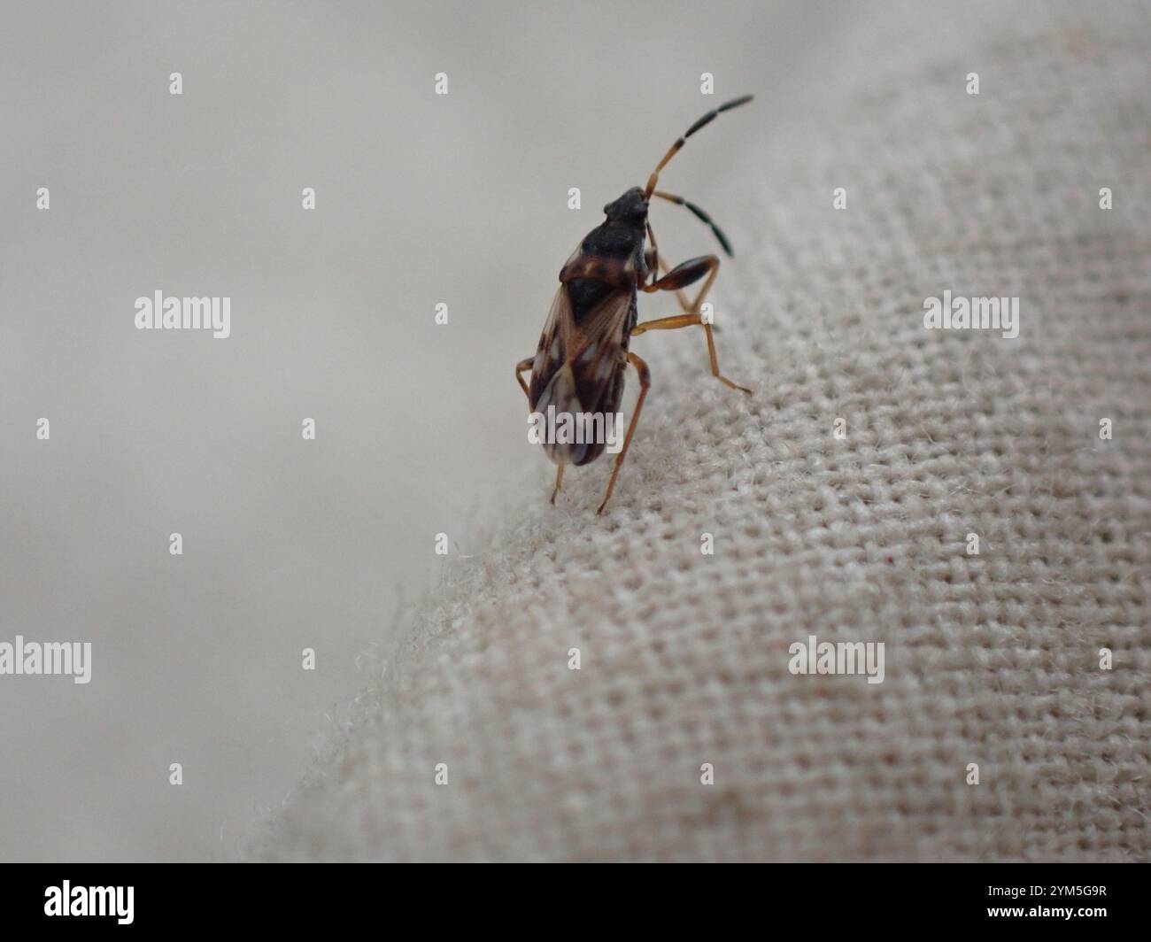 Thomson's groundbug (Scolopostethus thomsoni Stock Photo - Alamy