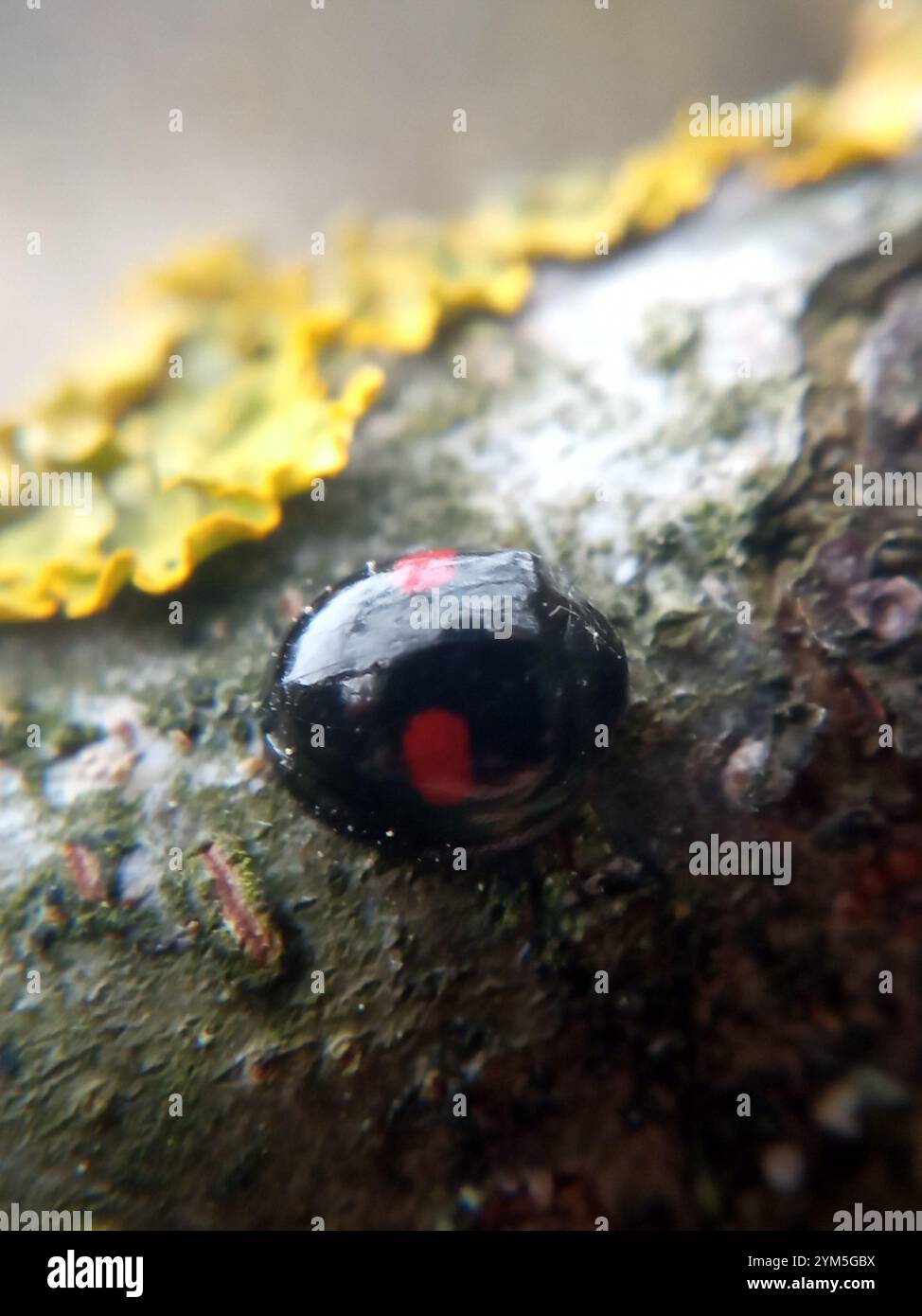 Kidney-spot Ladybird (Chilocorus renipustulatus Stock Photo - Alamy