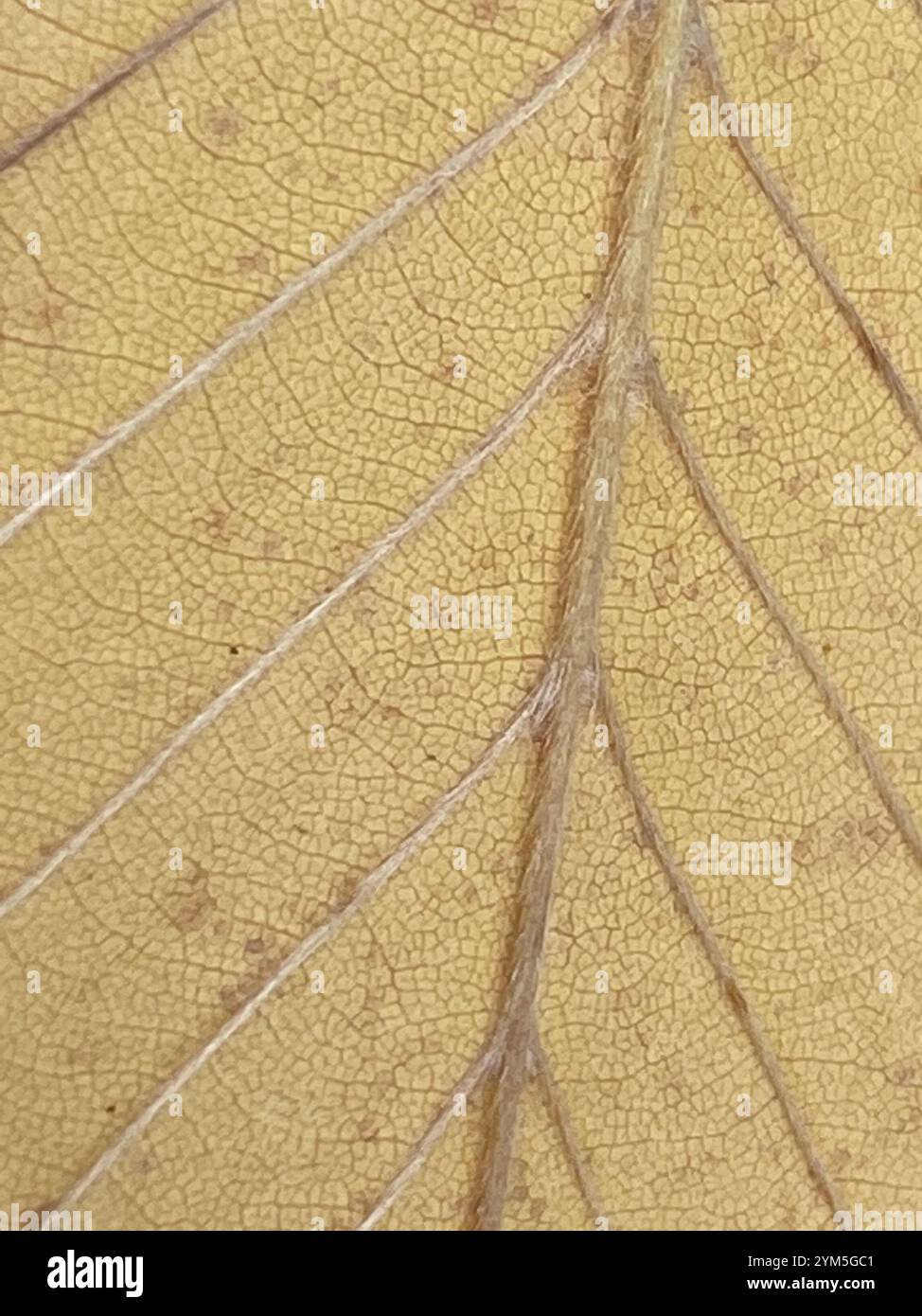 sweet birch (Betula lenta Stock Photo - Alamy