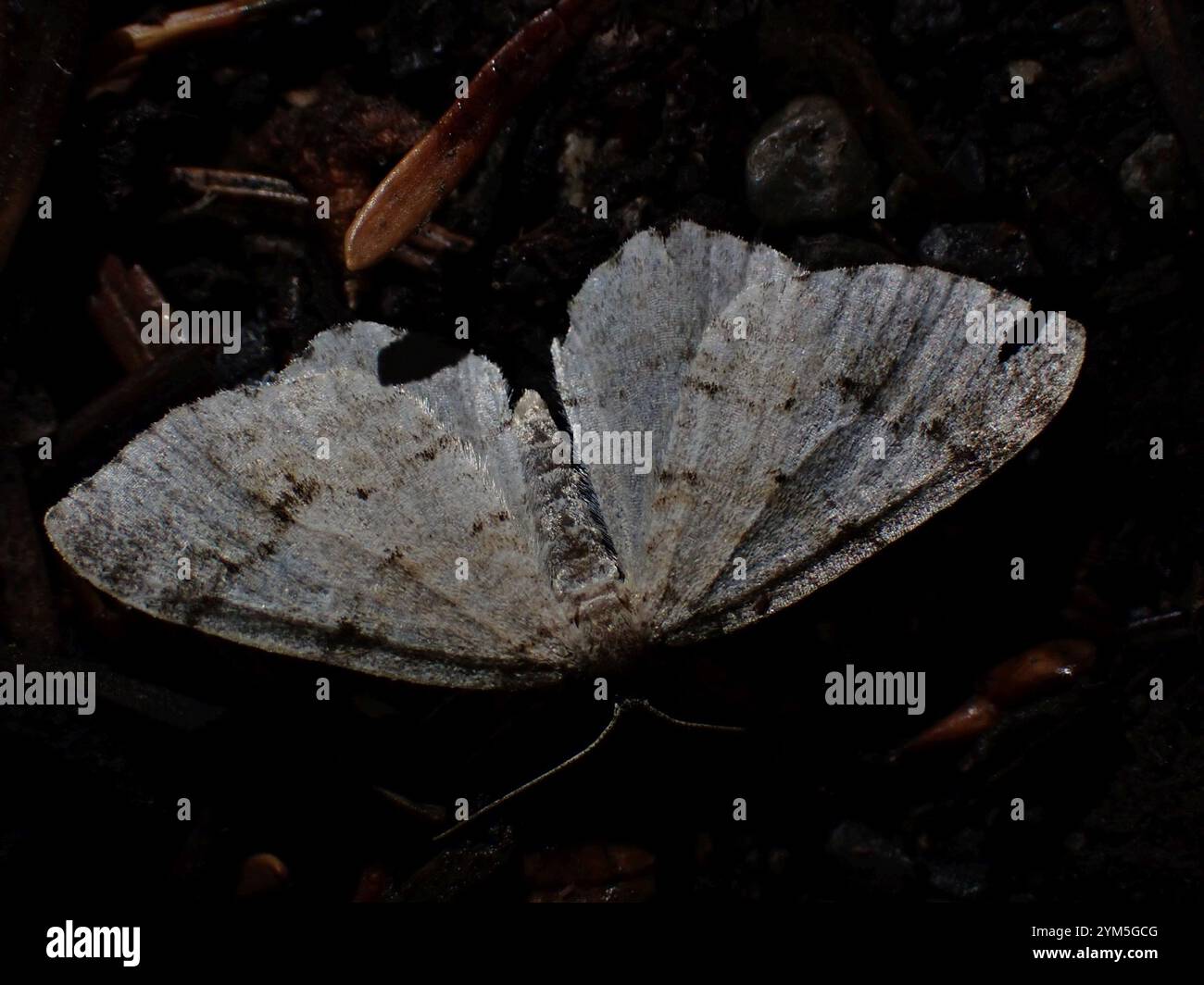 Geometer Moths (Geometridae Stock Photo - Alamy