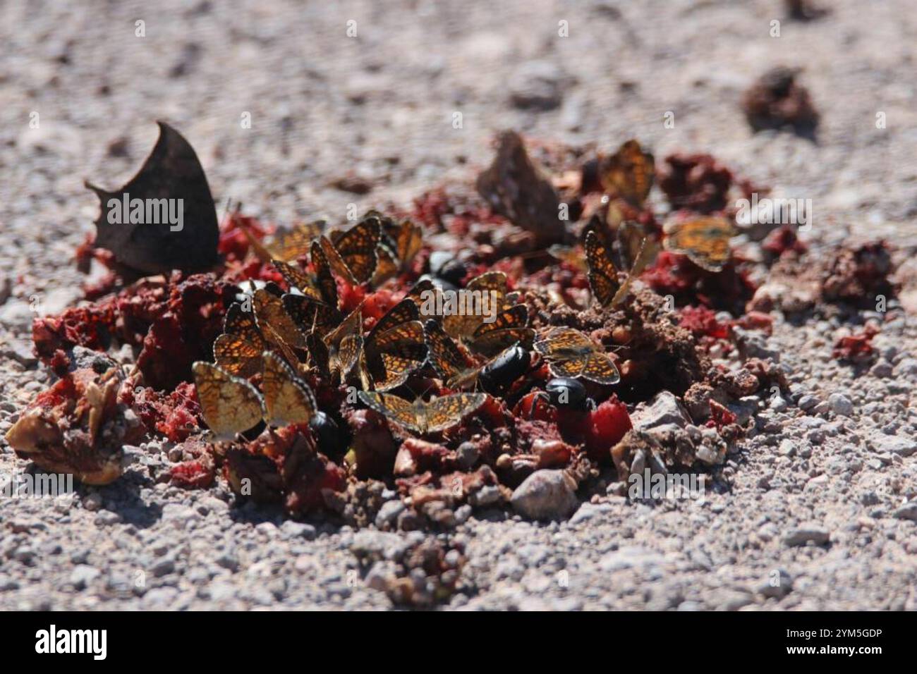 Tropical Leafwing (Anaea aidea Stock Photo - Alamy