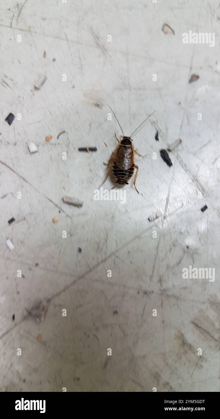 Forest Cockroach (Ectobius sylvestris Stock Photo - Alamy