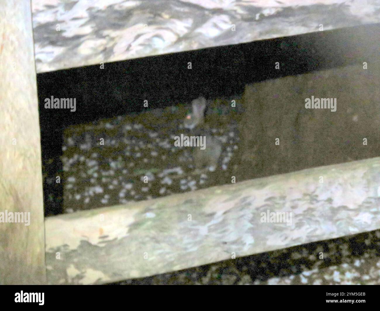 Sylvilagus brasiliensis hi-res stock photography and images - Alamy