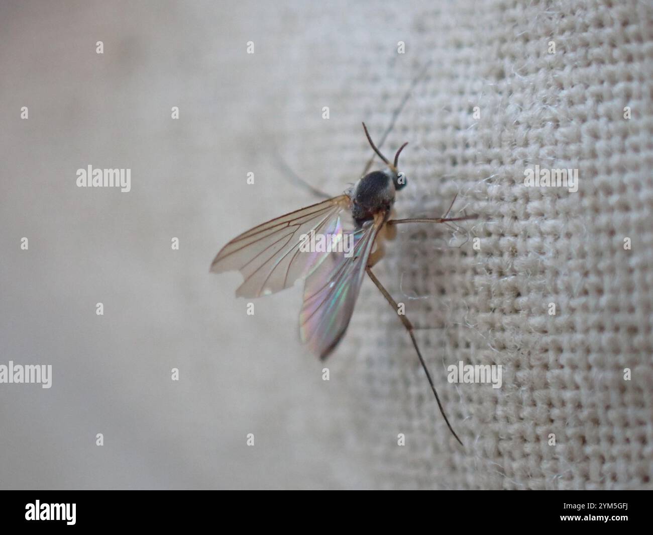 Fungus Gnats and Gall Midges (Sciaroidea Stock Photo - Alamy