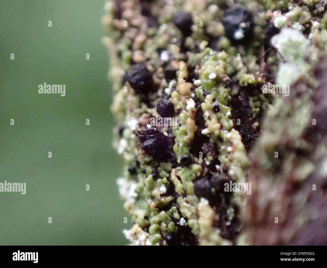 Lopadium hi-res stock photography and images - Alamy