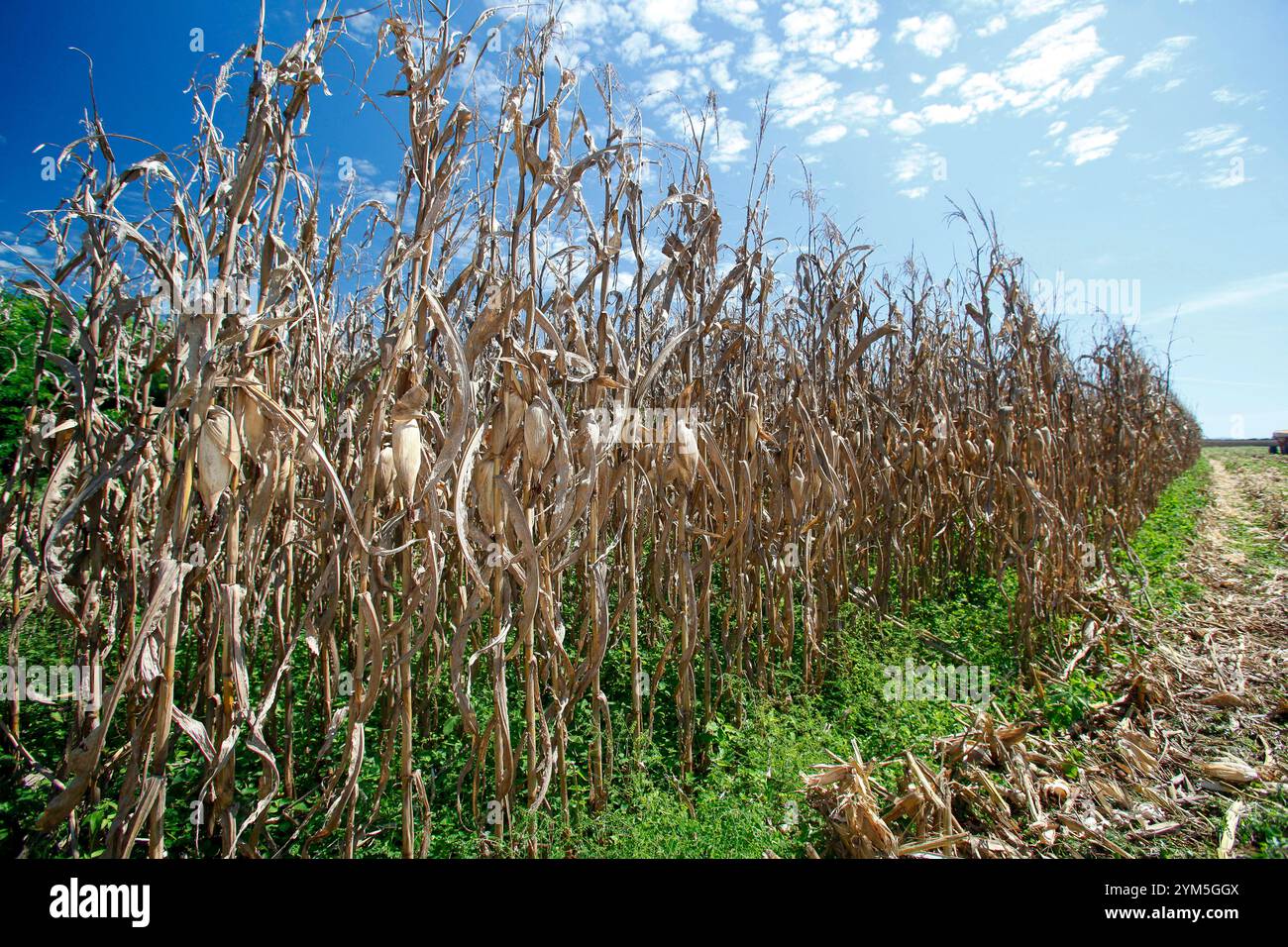 dried corn field ready for harvest Stock Photo - Alamy