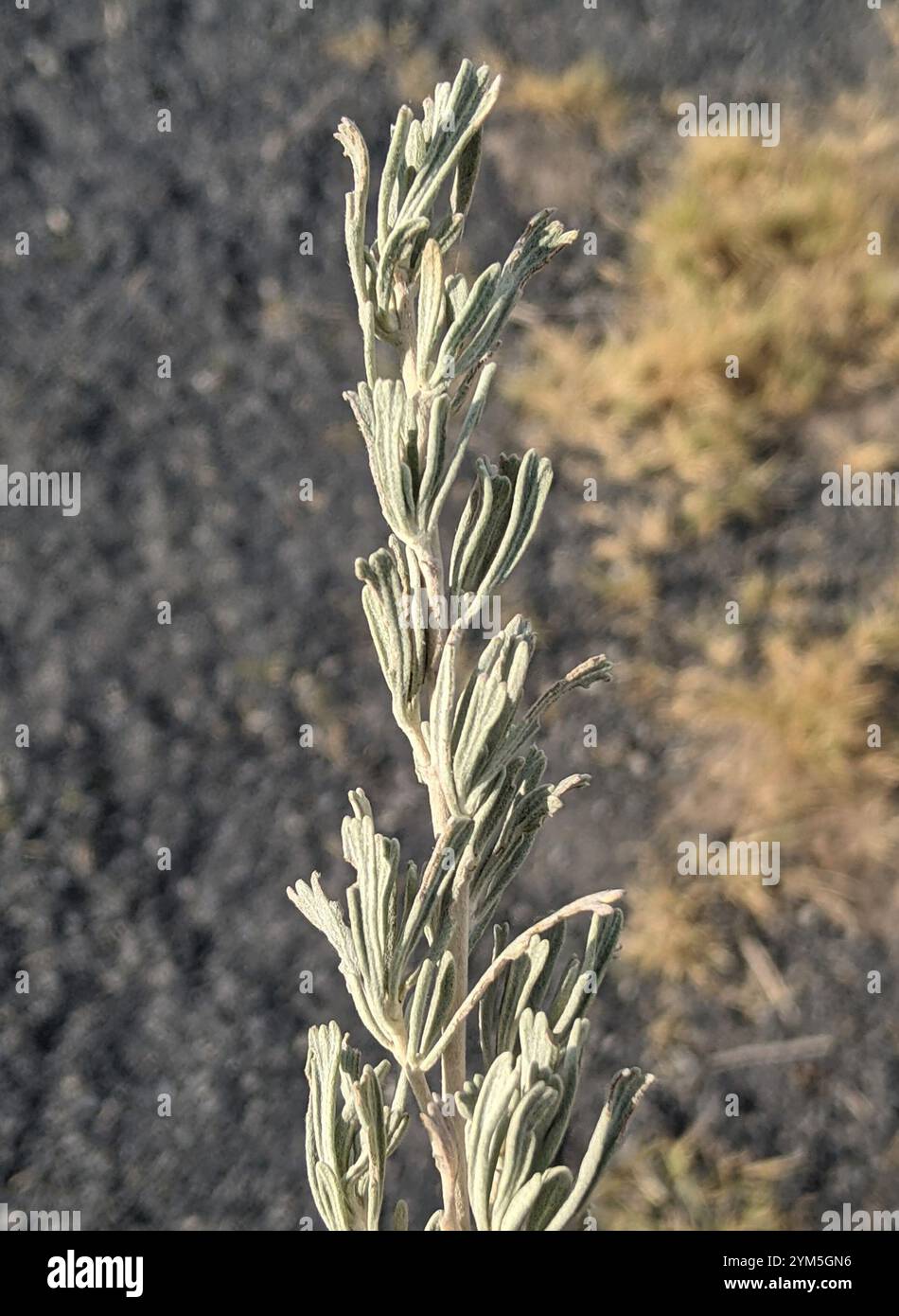 Big Sagebrush (Artemisia tridentata Stock Photo - Alamy