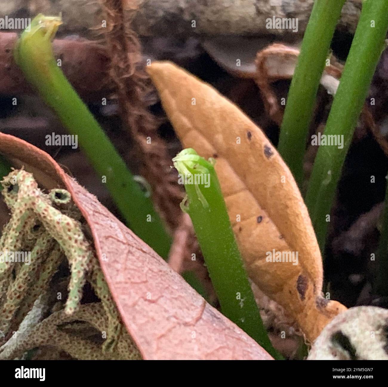 skeleton fork fern (Psilotum nudum Stock Photo - Alamy