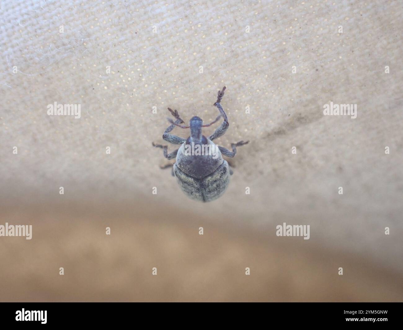 Lesser Knapweed Flower Weevil (Larinus minutus Stock Photo - Alamy