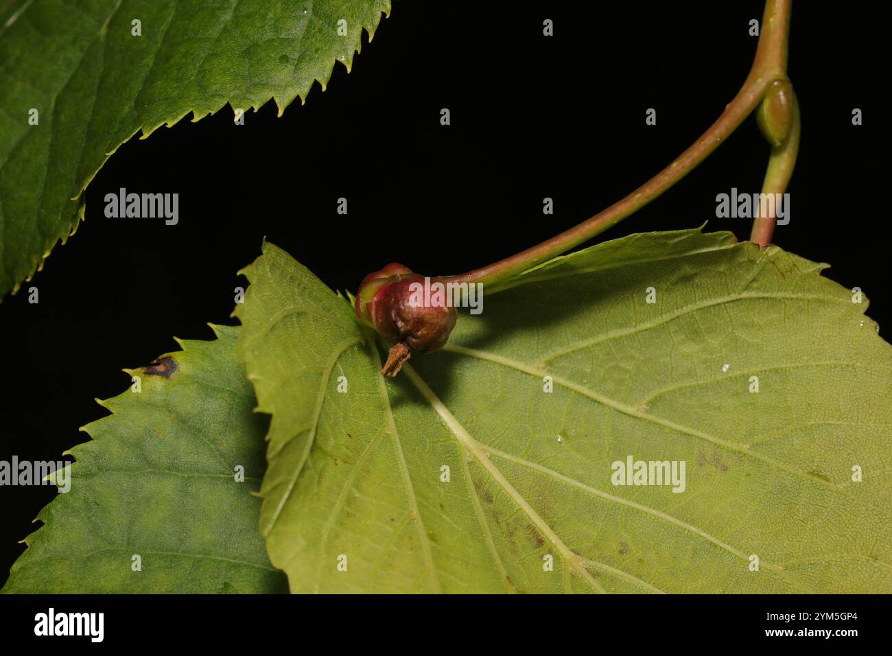 Lime Leaf-stalk Gall-midge (Contarinia tiliarum Stock Photo - Alamy