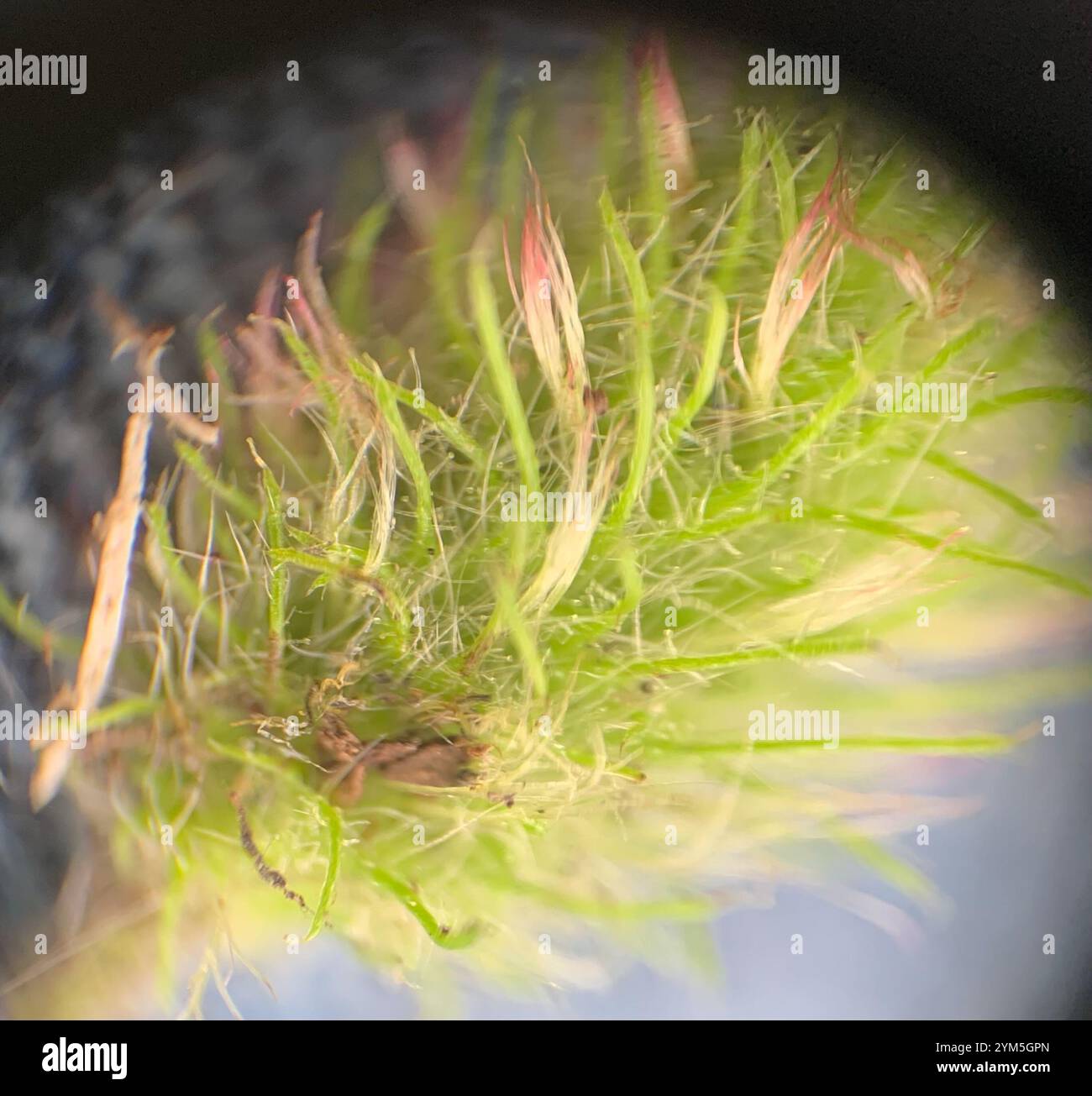 Field Copperleaf (Acalypha arvensis Stock Photo - Alamy