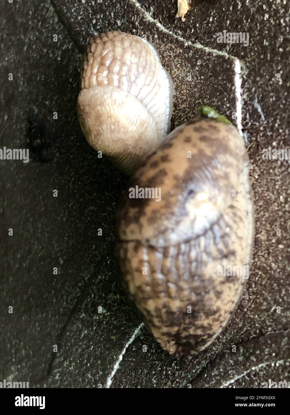 Smooth Land Slugs (Deroceras Stock Photo - Alamy