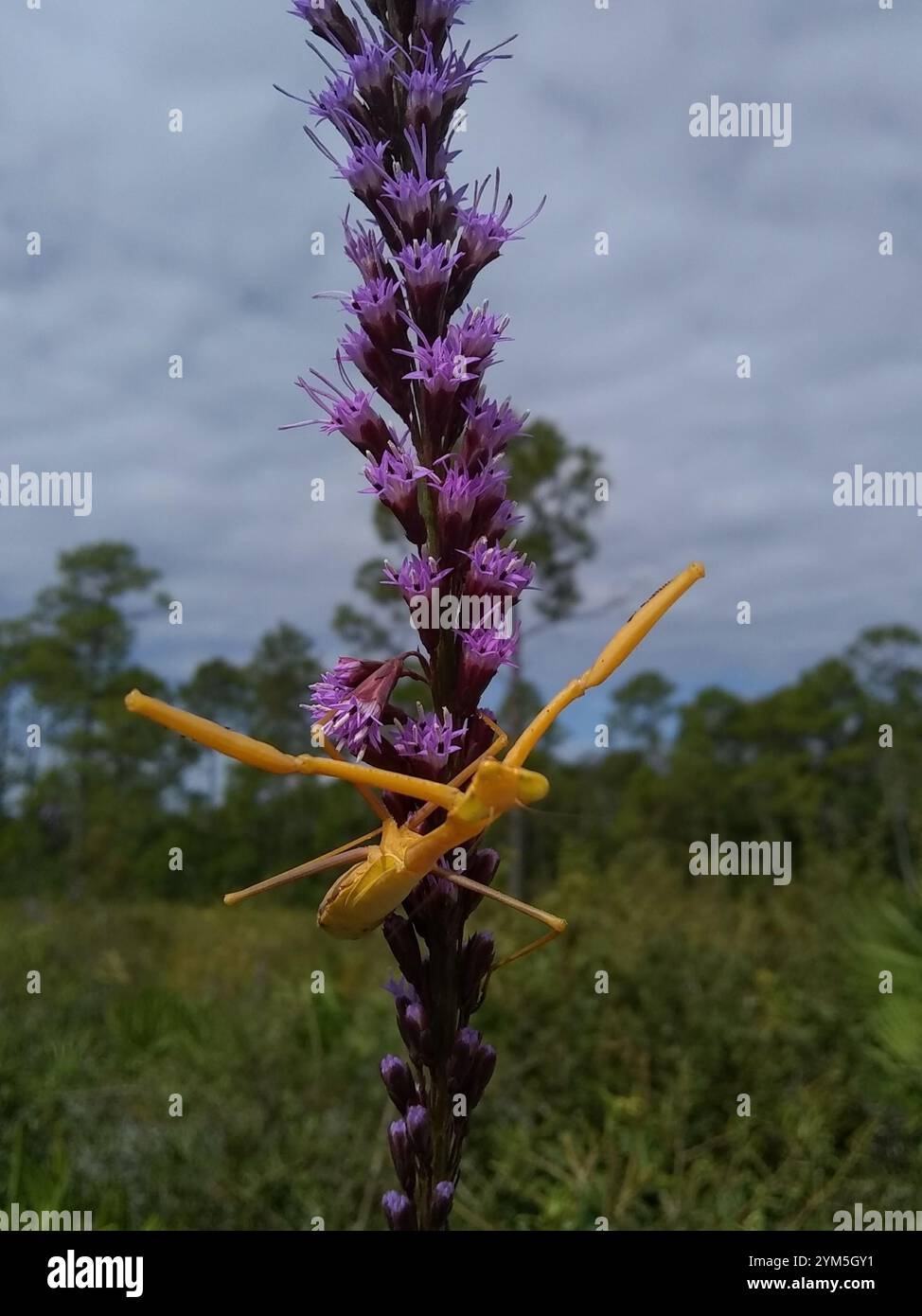 Larger Florida Mantis (Stagmomantis floridensis Stock Photo - Alamy