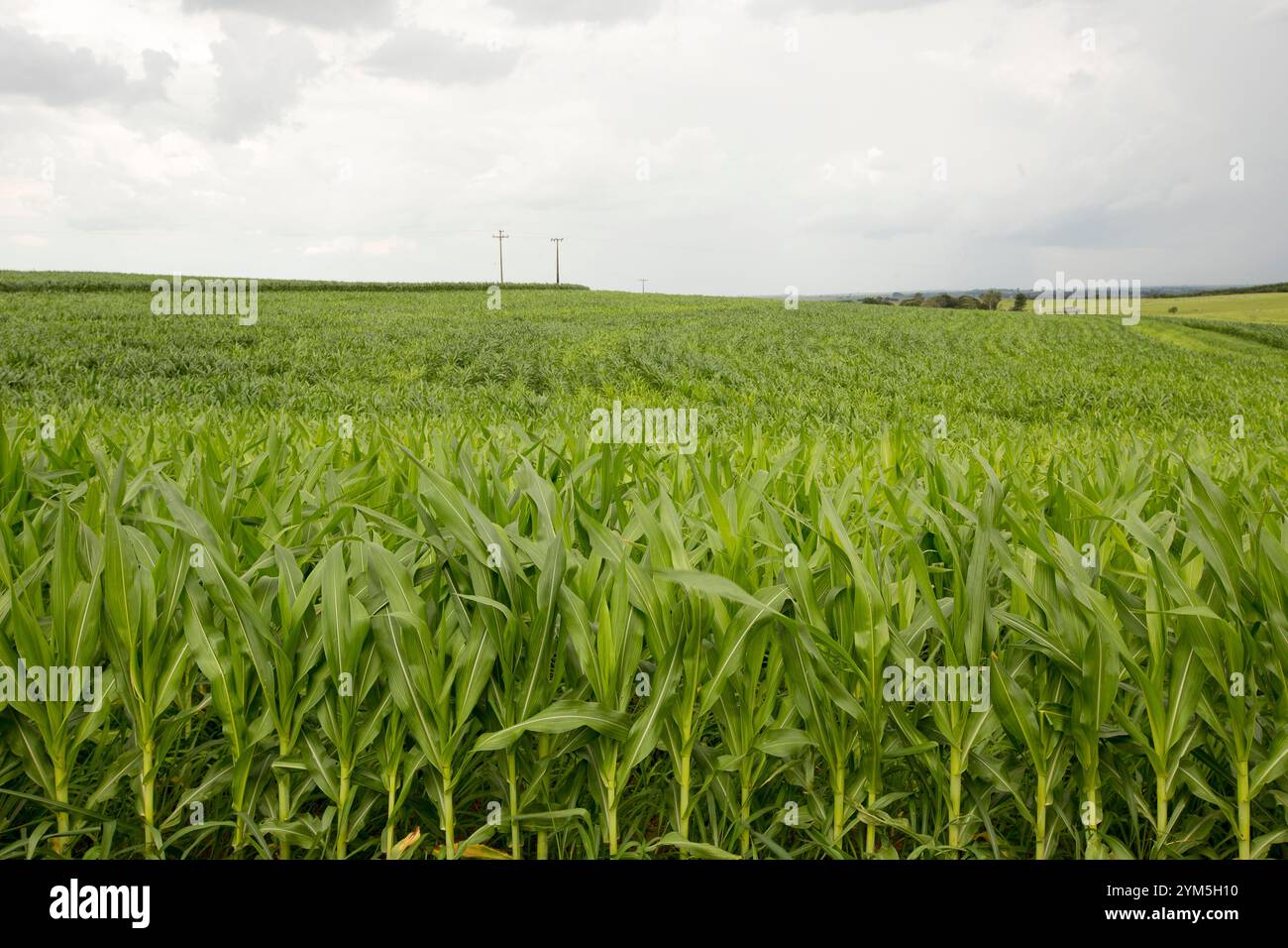 Young corn plantation landscape hi-res stock photography and images - Alamy