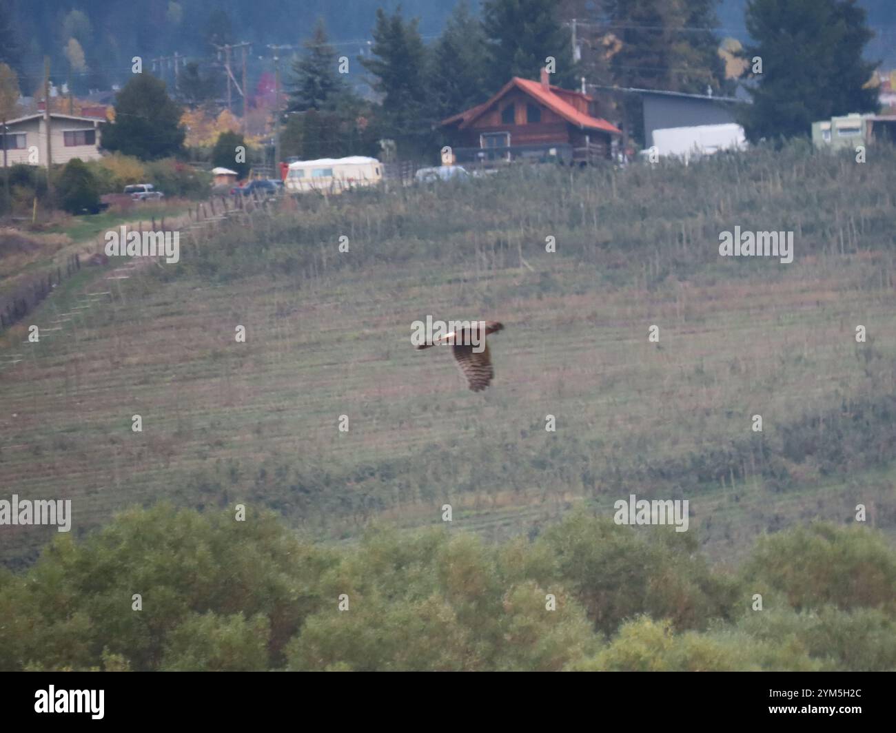 Northern Harrier (Circus hudsonius Stock Photo - Alamy