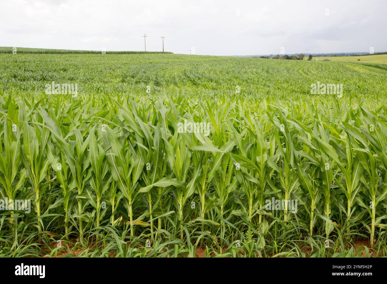 field with young corn plantation in countryside on Brazil Stock Photo ...