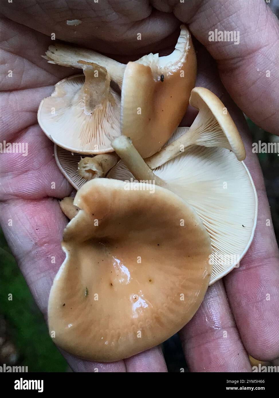 tawny funnel cap (Paralepista flaccida Stock Photo - Alamy