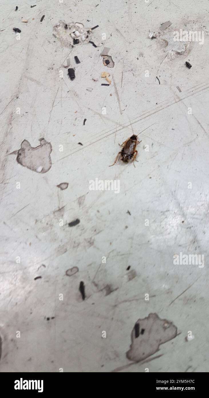 Forest Cockroach (Ectobius sylvestris Stock Photo - Alamy