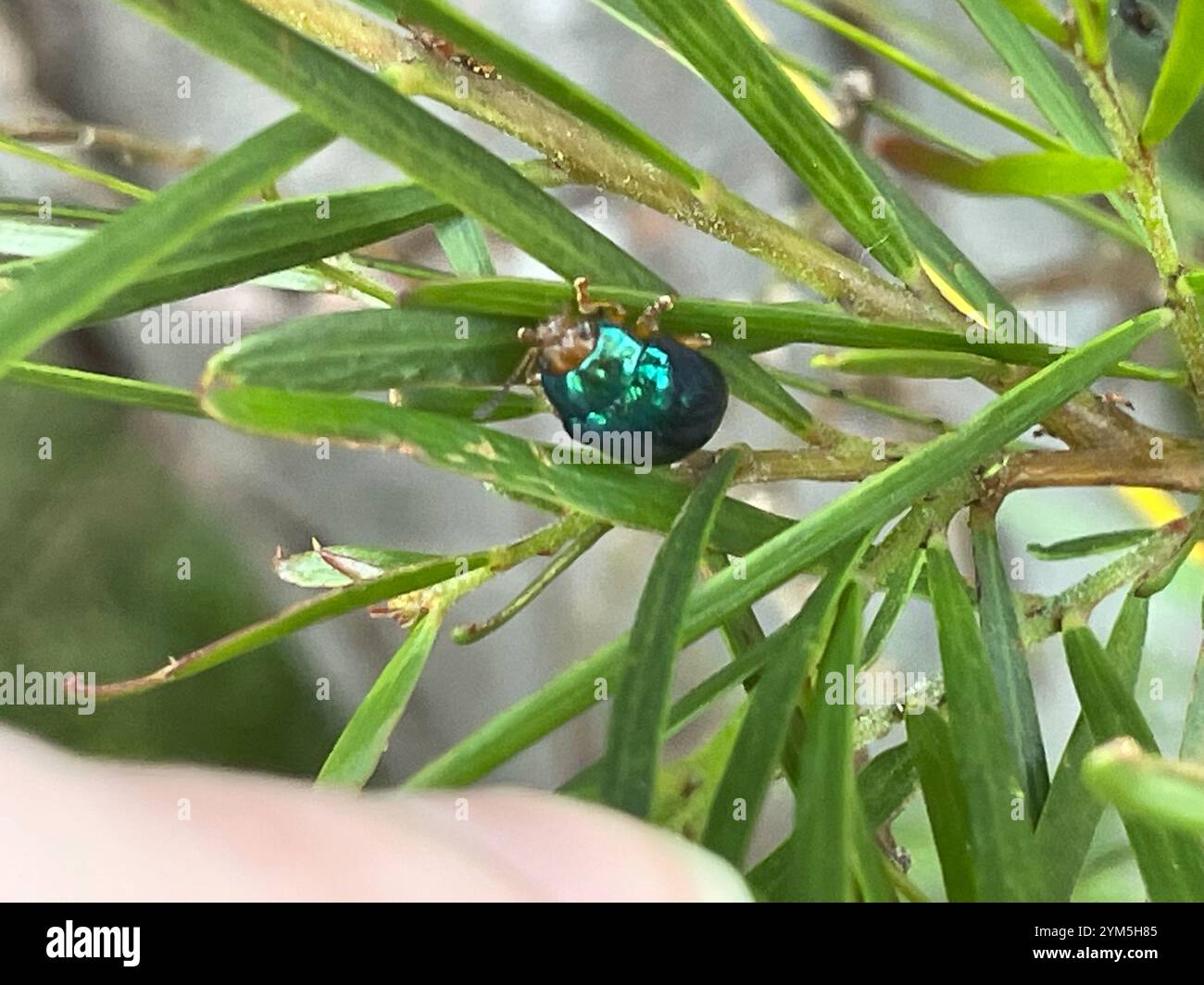 Metallic Green Acacia Beetle (Calomela ruficeps Stock Photo - Alamy