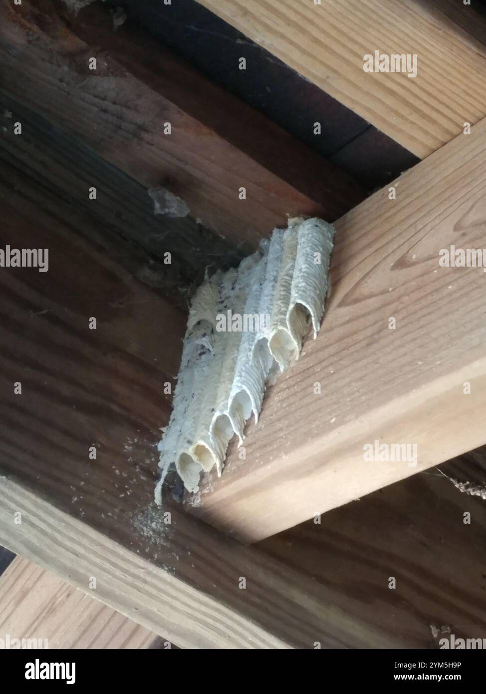 Trypoxylon politum wasp hi-res stock photography and images - Alamy