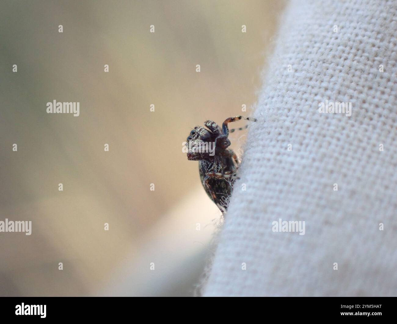 Leaf-beetle Jumping Spiders (Sassacus Stock Photo - Alamy