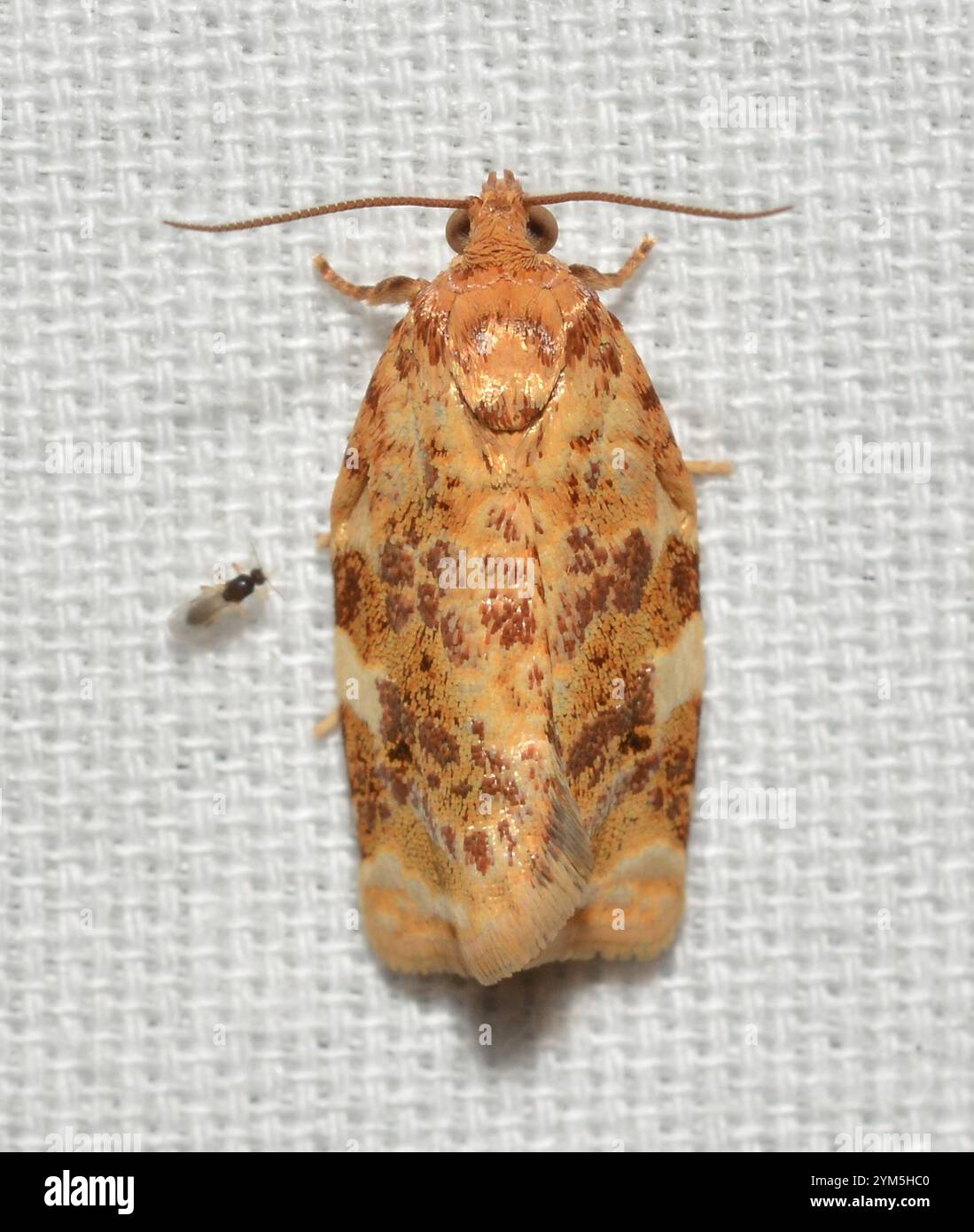 Fruit-tree Leafroller Moth (Archips argyrospila Stock Photo - Alamy