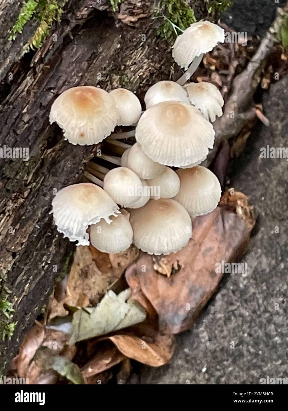 clustered bonnet (Mycena inclinata Stock Photo - Alamy