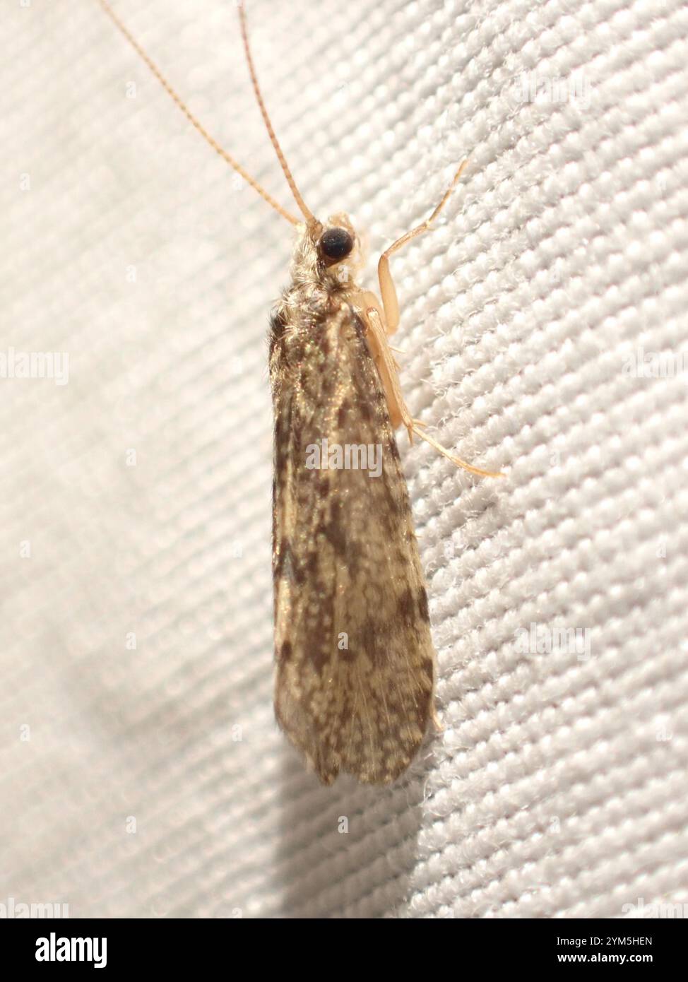 Tube Maker Caddisflies (Polycentropodidae Stock Photo - Alamy