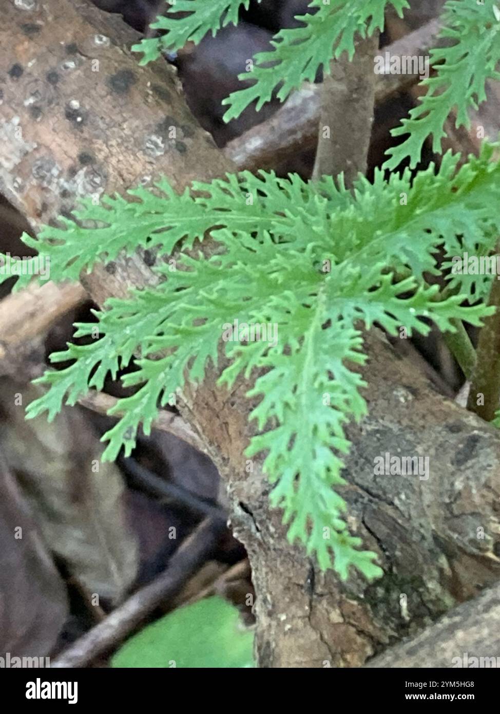 Cutleaf Grapefern (Sceptridium dissectum Stock Photo - Alamy