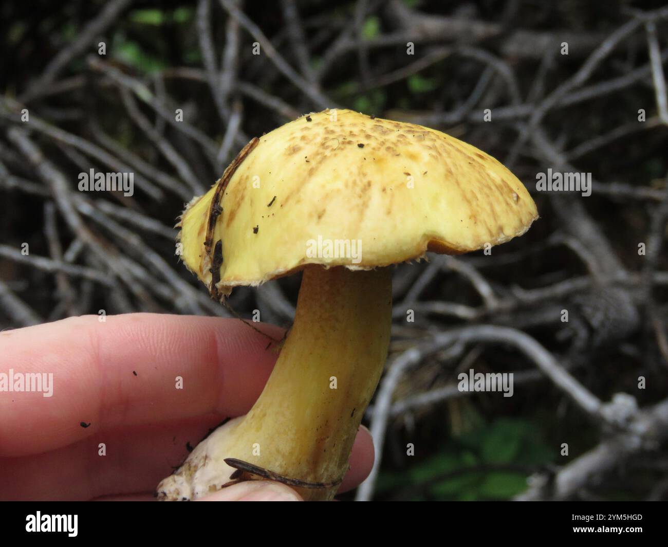 Blue-staining Slippery Jack (Suillus tomentosus Stock Photo - Alamy