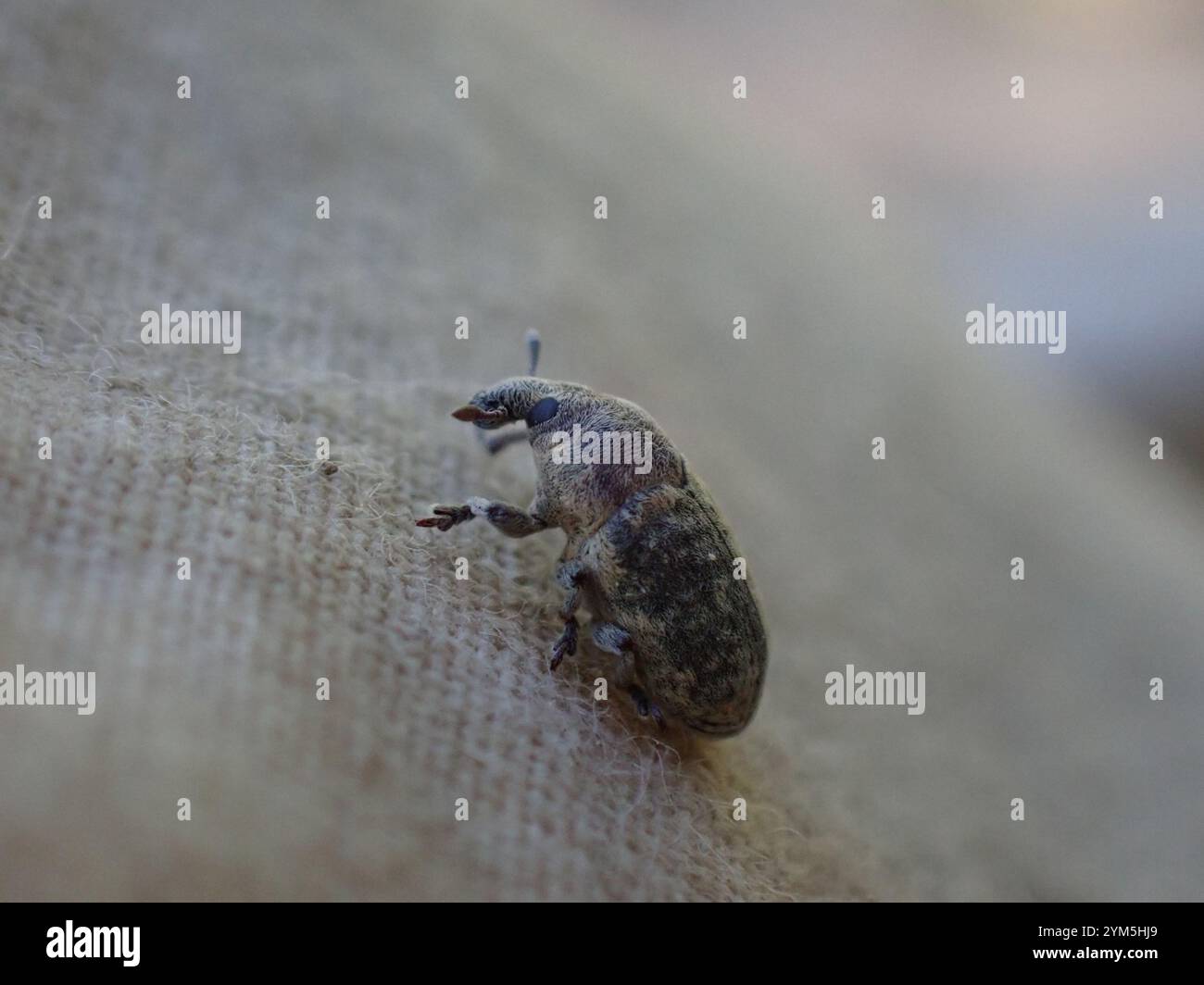 Lesser Knapweed Flower Weevil (Larinus minutus Stock Photo - Alamy