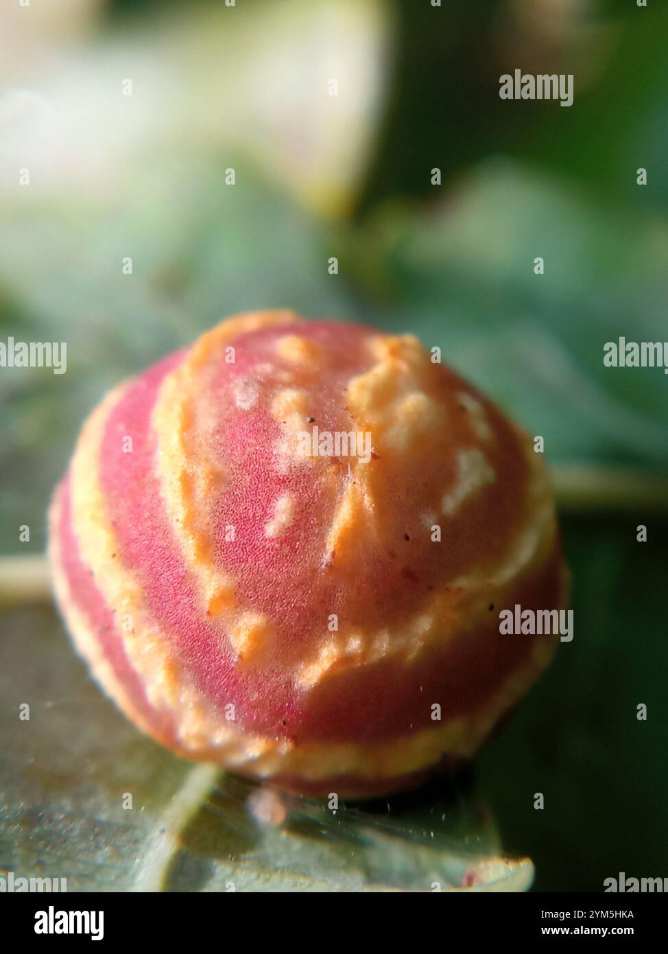 Striped Pea Gall Wasp (Cynips longiventris Stock Photo - Alamy