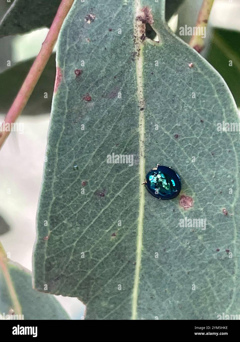 Steelblue lady beetle hi-res stock photography and images - Alamy