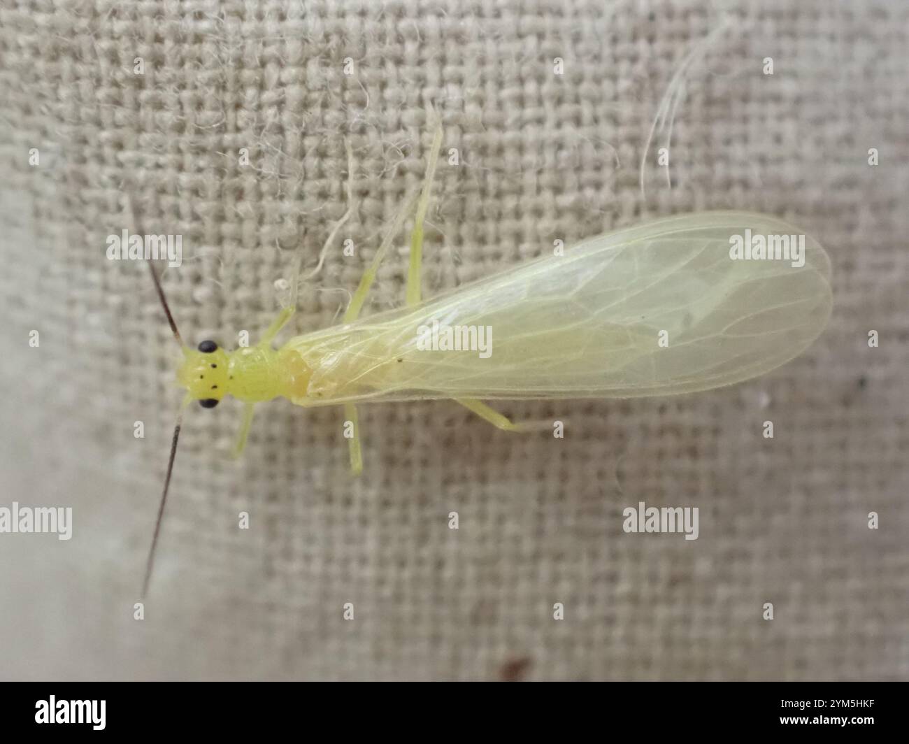 Green Stoneflies (Chloroperlidae Stock Photo - Alamy