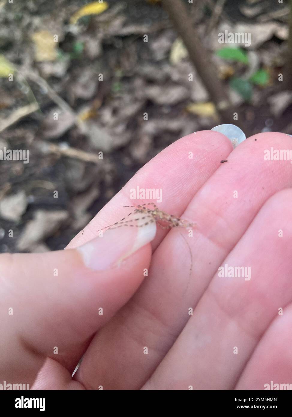 Lichen mantis hi-res stock photography and images - Alamy