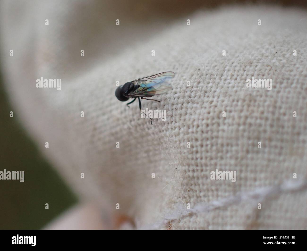 Big-headed Flies (Pipunculidae Stock Photo - Alamy