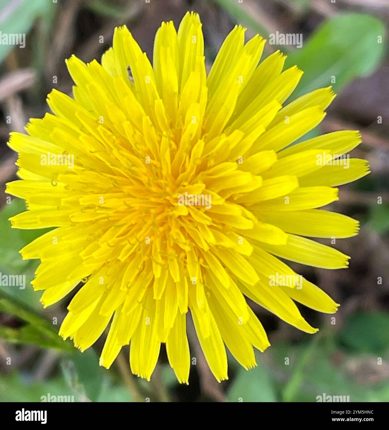 common dandelion (Taraxacum officinale Stock Photo - Alamy