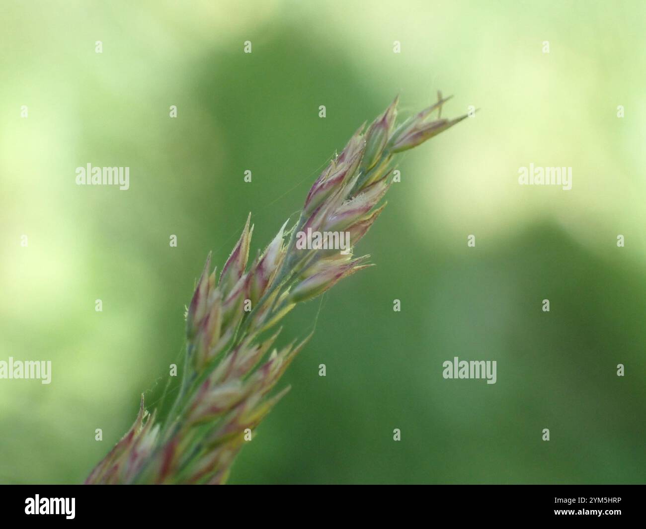 Bluejoint calamagrostis canadensis hi-res stock photography and images ...