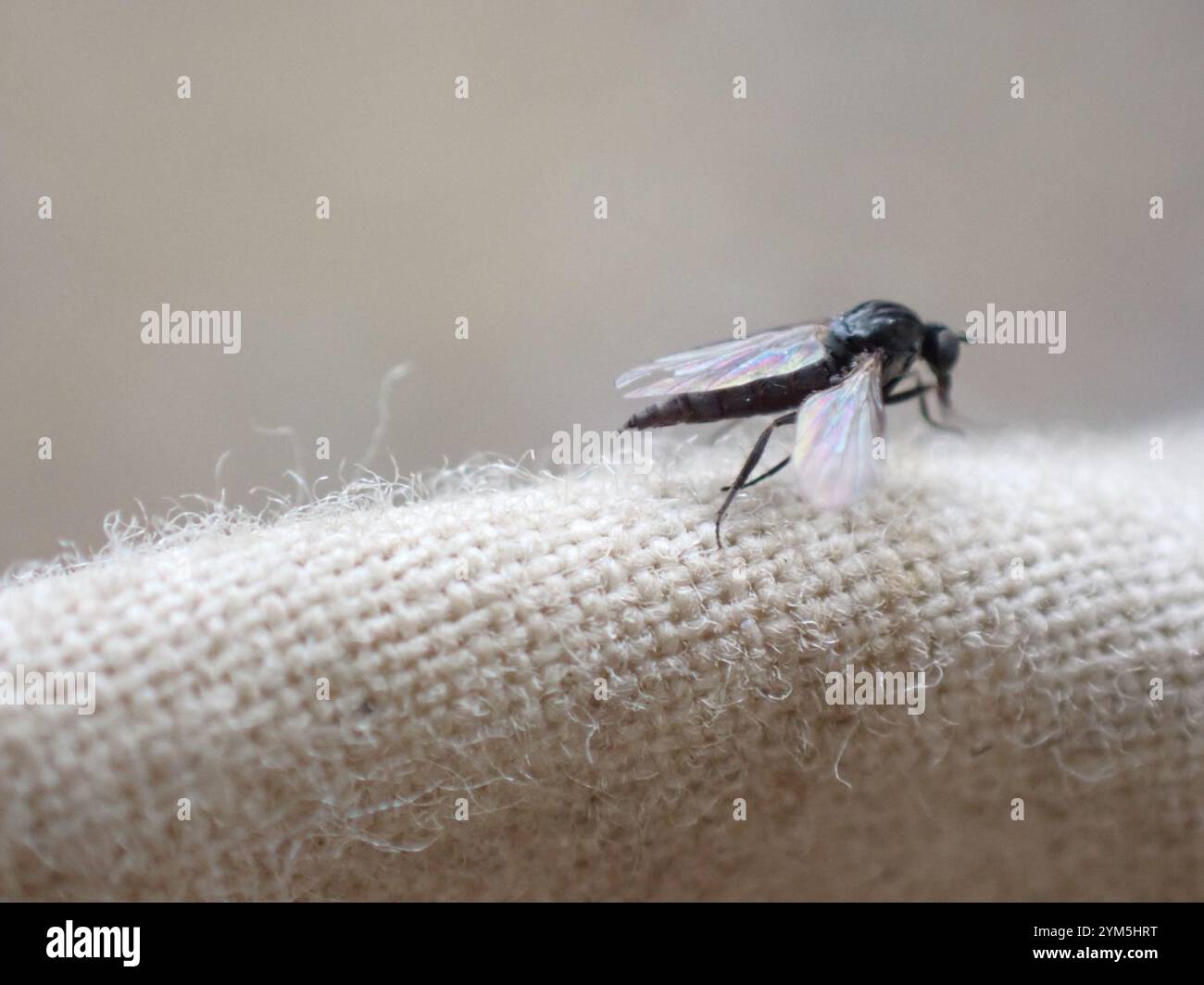 Balloon Flies (Hilara Stock Photo - Alamy