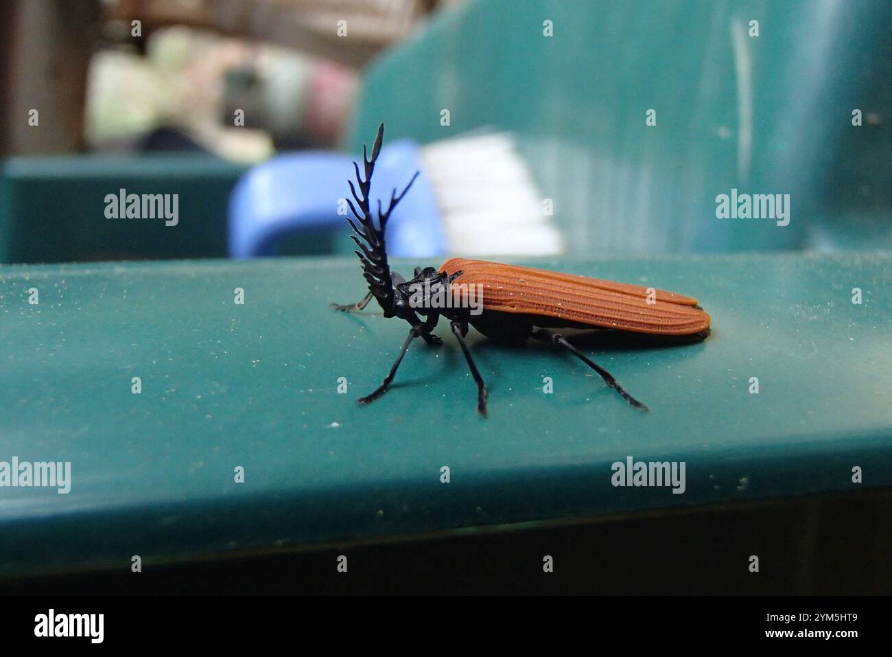 Long-nosed Lycid Beetle (Porrostoma rhipidium Stock Photo - Alamy