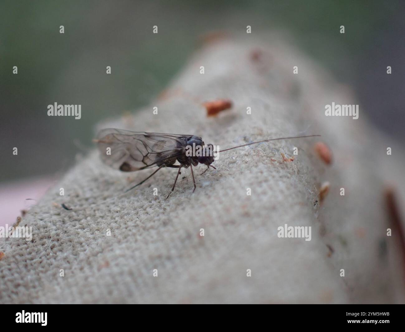 Common Barklice (Psocidae Stock Photo - Alamy
