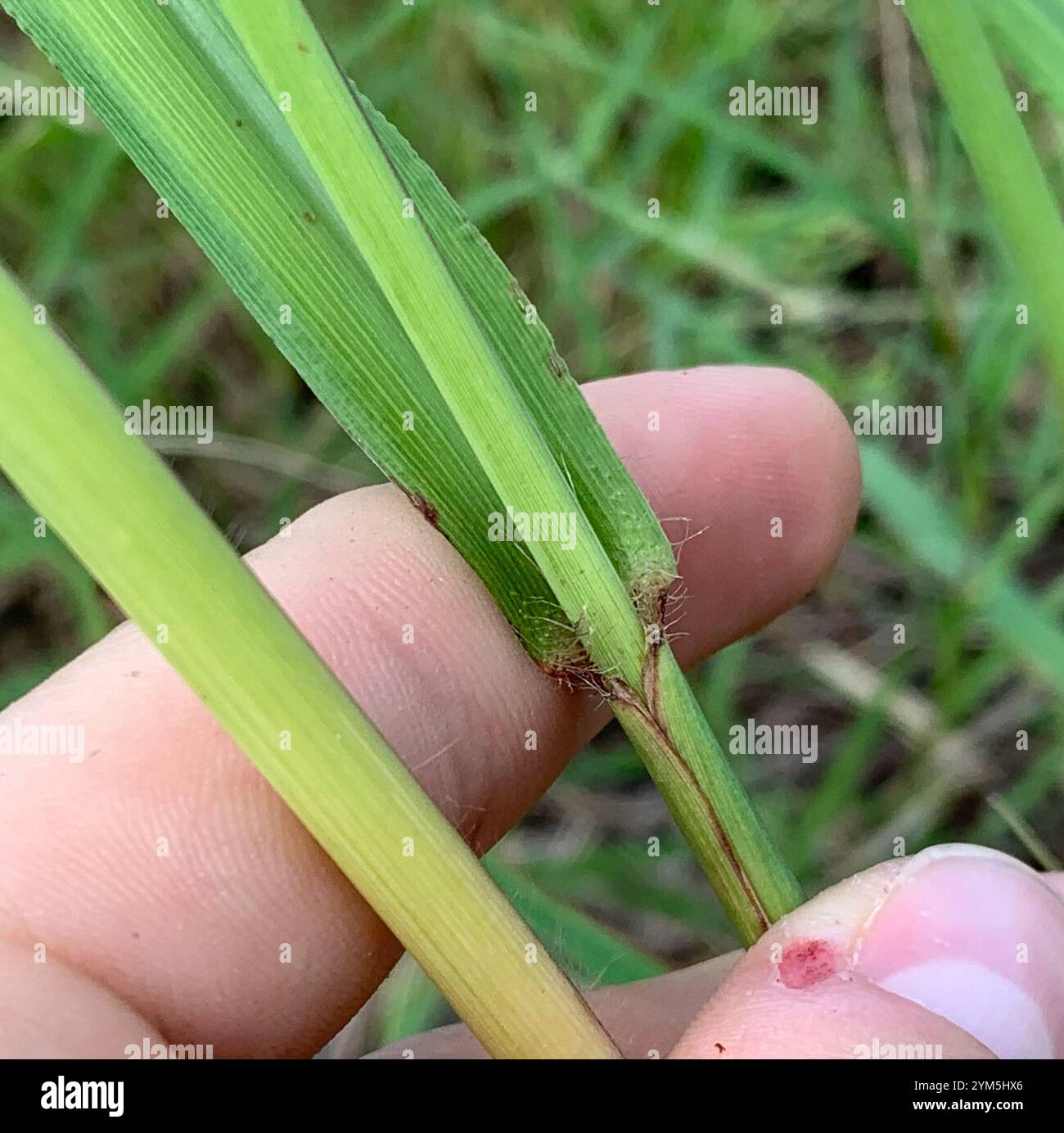 Vasey Grass (Paspalum urvillei Stock Photo - Alamy