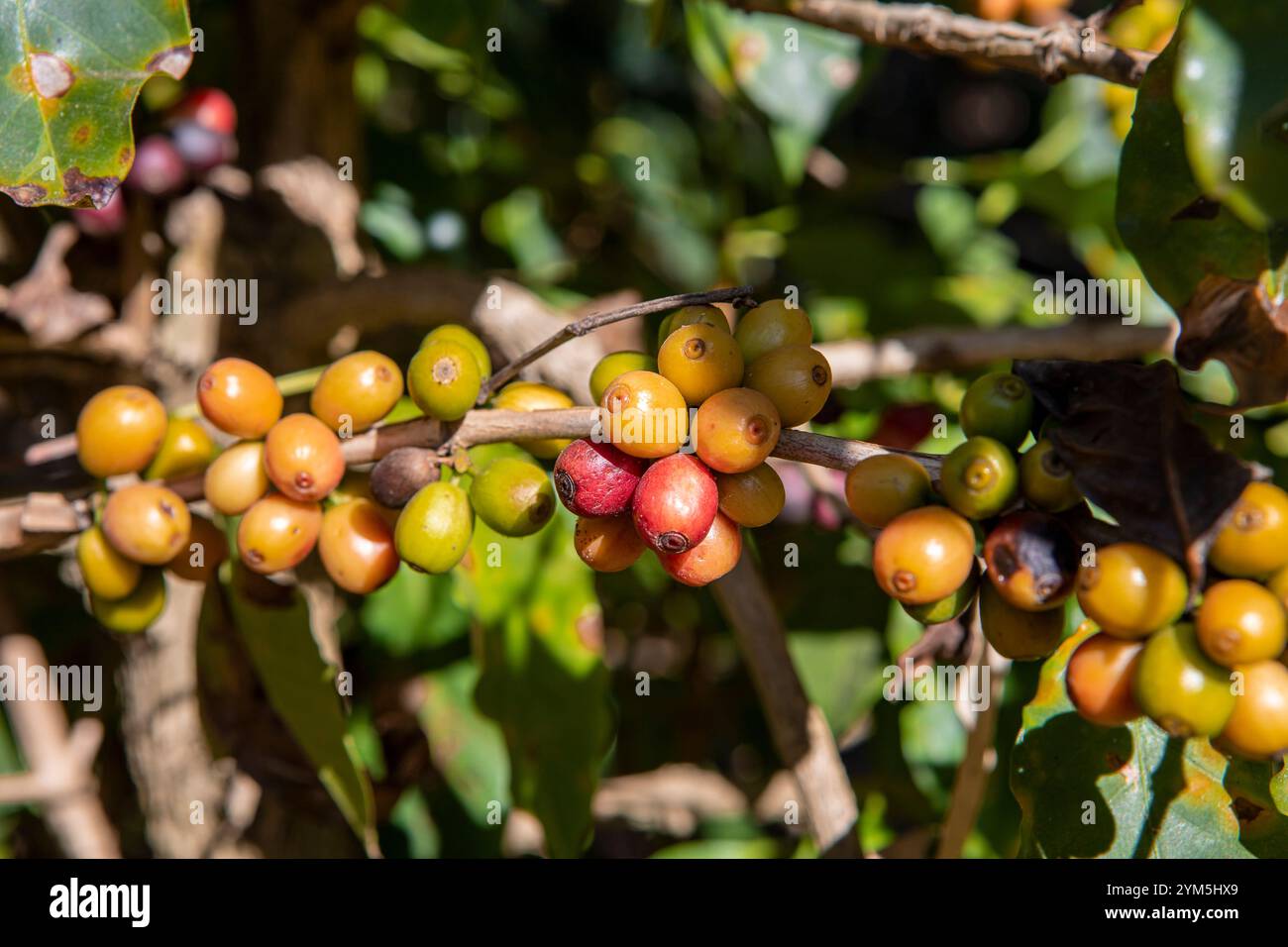 Coffee farm in Minas Gerais state, Brazil. Coffee plantation. Coffee ...
