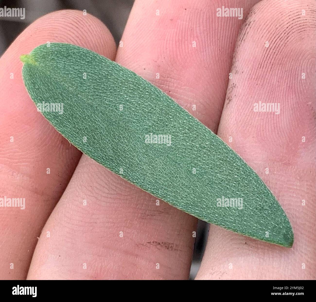 Rabbitbells (Crotalaria rotundifolia Stock Photo - Alamy