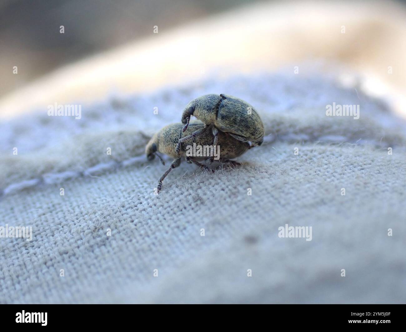 Lesser Knapweed Flower Weevil (Larinus minutus Stock Photo - Alamy